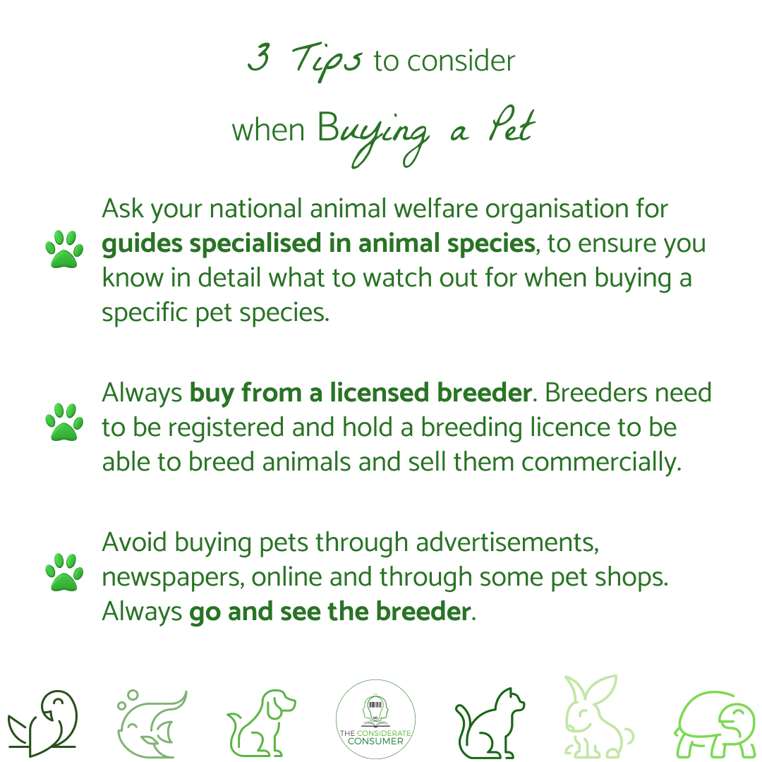 Companion Animals - What to consider when buying pets — The Considerate ...