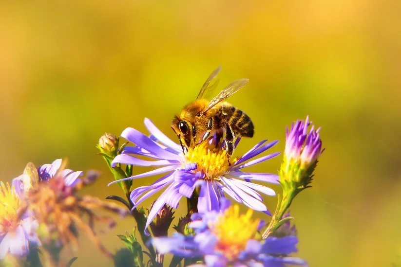 The Considerate Consumer