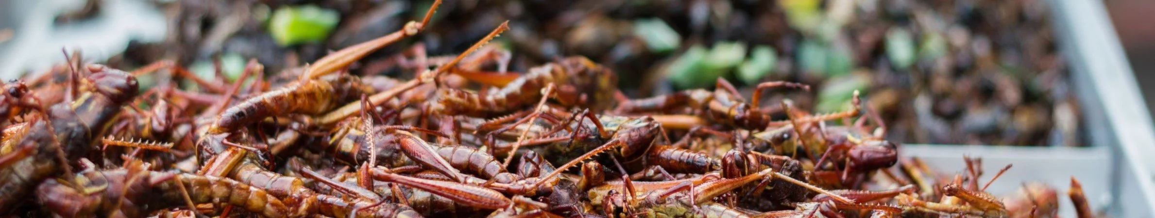 Edible Insects — The Considerate Consumer