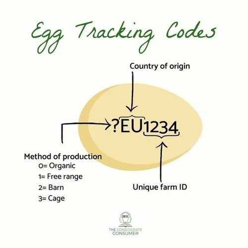 Sustainable Egg Consumption — The Considerate Consumer