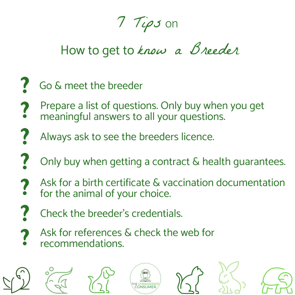 Companion Animals - What to consider when buying pets — The Considerate ...