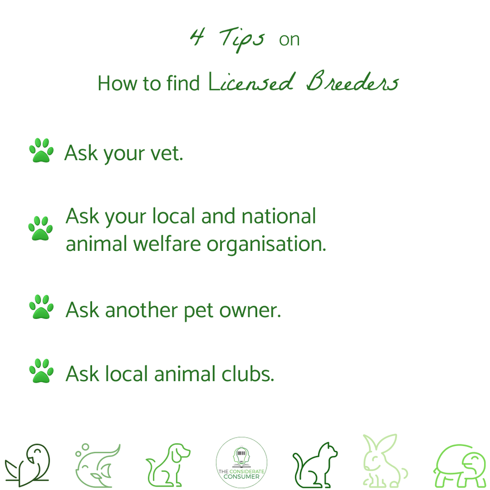 Companion Animals - What to consider when buying pets — The Considerate ...