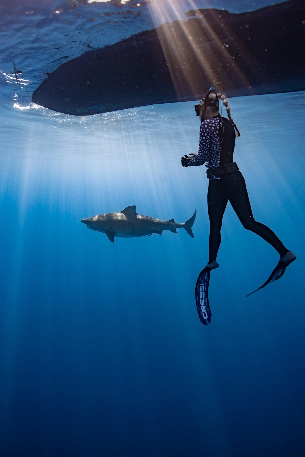 All About Hawai'i's Tiger Shark Season -Blog-One Ocean