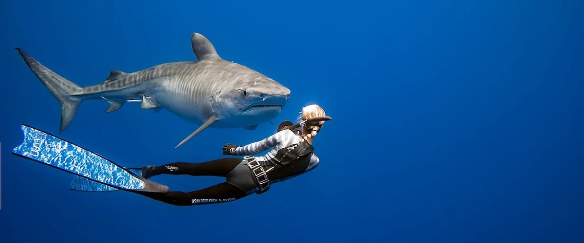 The History of Swimming with Sharks – And Why it Matters -Blog-One Ocean