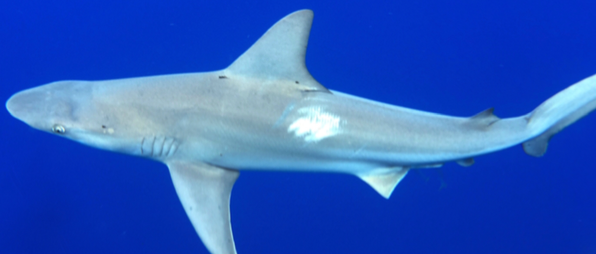 SHARK ID -Sandbar sharks — One Ocean