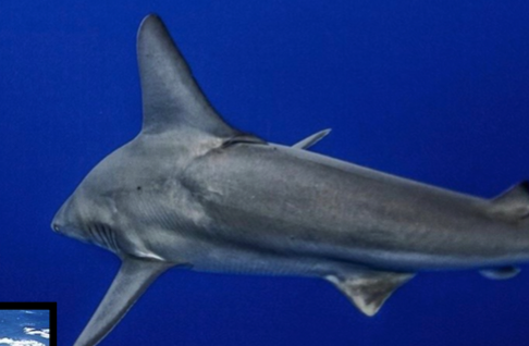 SHARK ID -Sandbar sharks — One Ocean