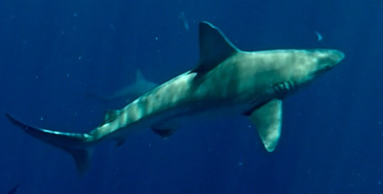 SHARK ID -Sandbar sharks — One Ocean