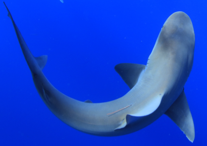 SHARK ID -Sandbar sharks — One Ocean