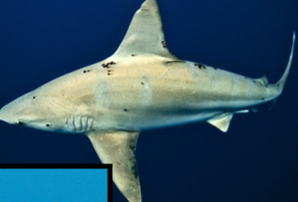 SHARK ID -Sandbar sharks — One Ocean