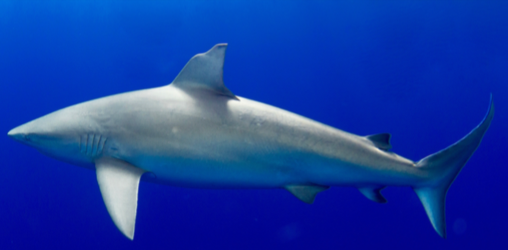 SHARK ID-Galapagos Sharks — One Ocean