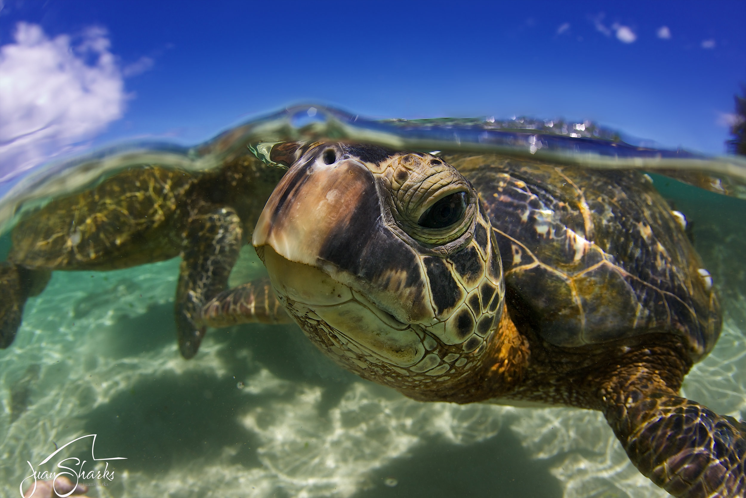Save The Sea Turtles International — One Ocean