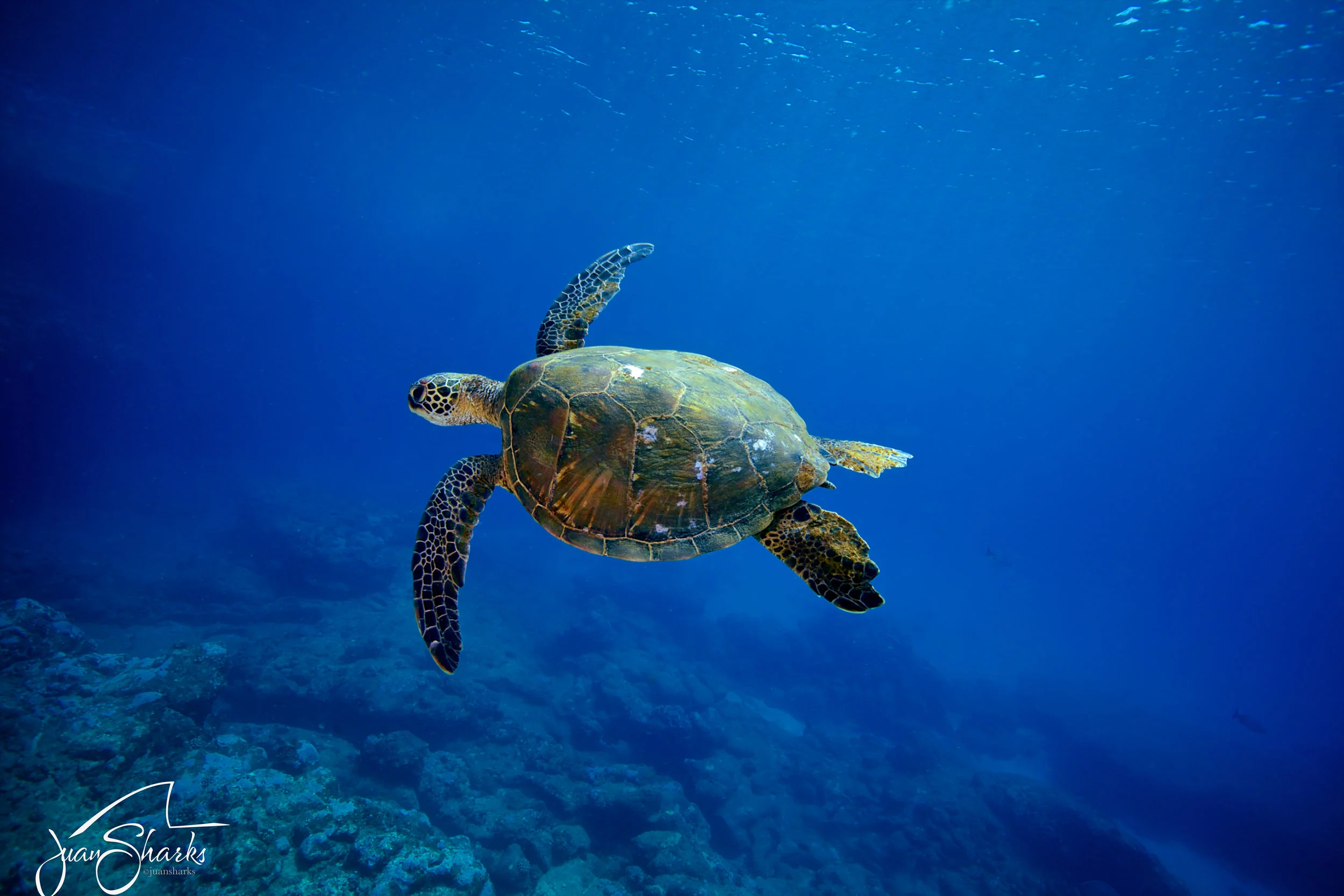 Save The Sea Turtles International — One Ocean