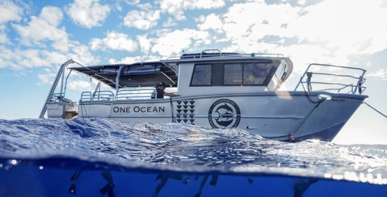 How Ecotourism Helps Sharks and Why Swimming with Them Matters-Blog-One ...
