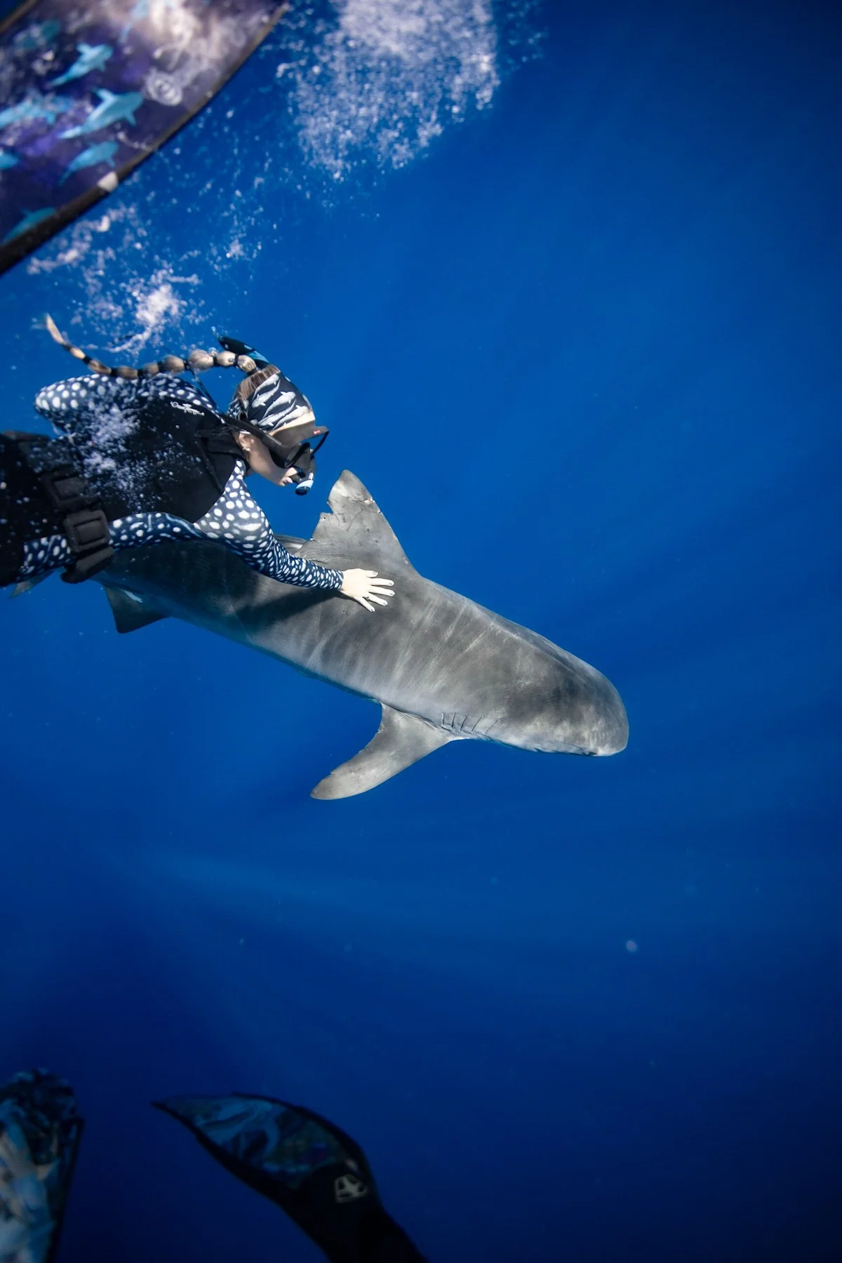 All About Hawai'i's Tiger Shark Season -Blog-One Ocean