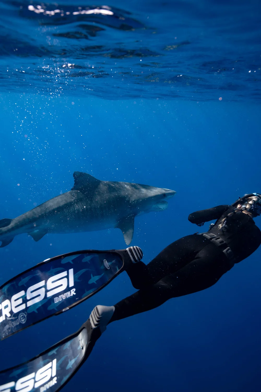 All About Hawai'i's Tiger Shark Season -Blog-One Ocean