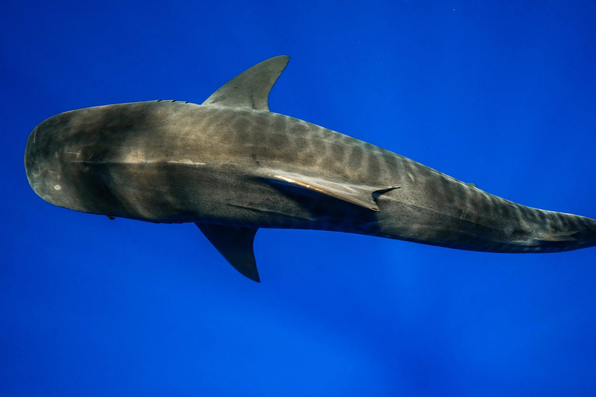 The Shark 'Aumakua-Blog-One Ocean