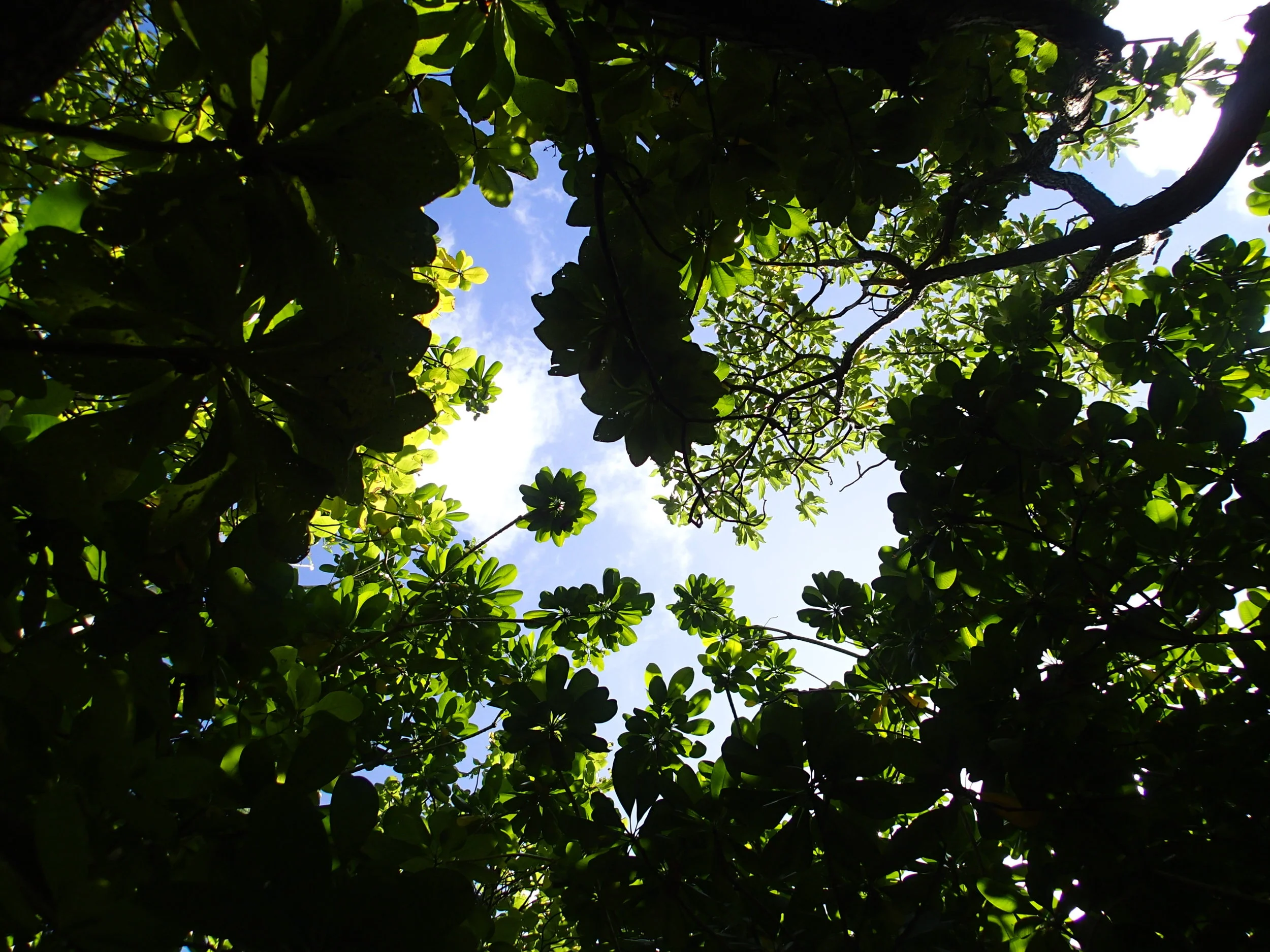 MICS In Action Gallery — Marshall Islands Conservation Society