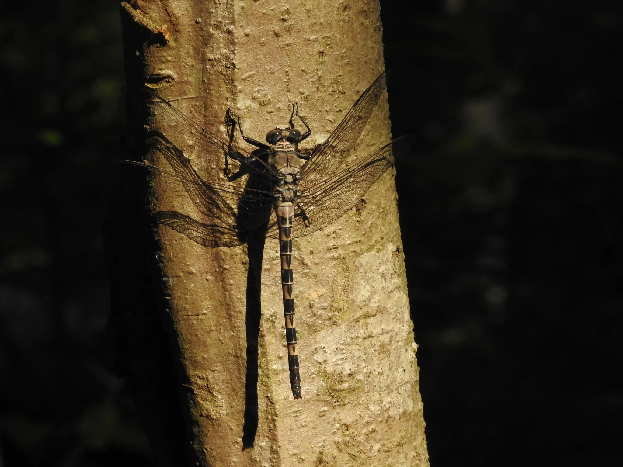 Species - Dragonflies & Damselflies — ATLnature