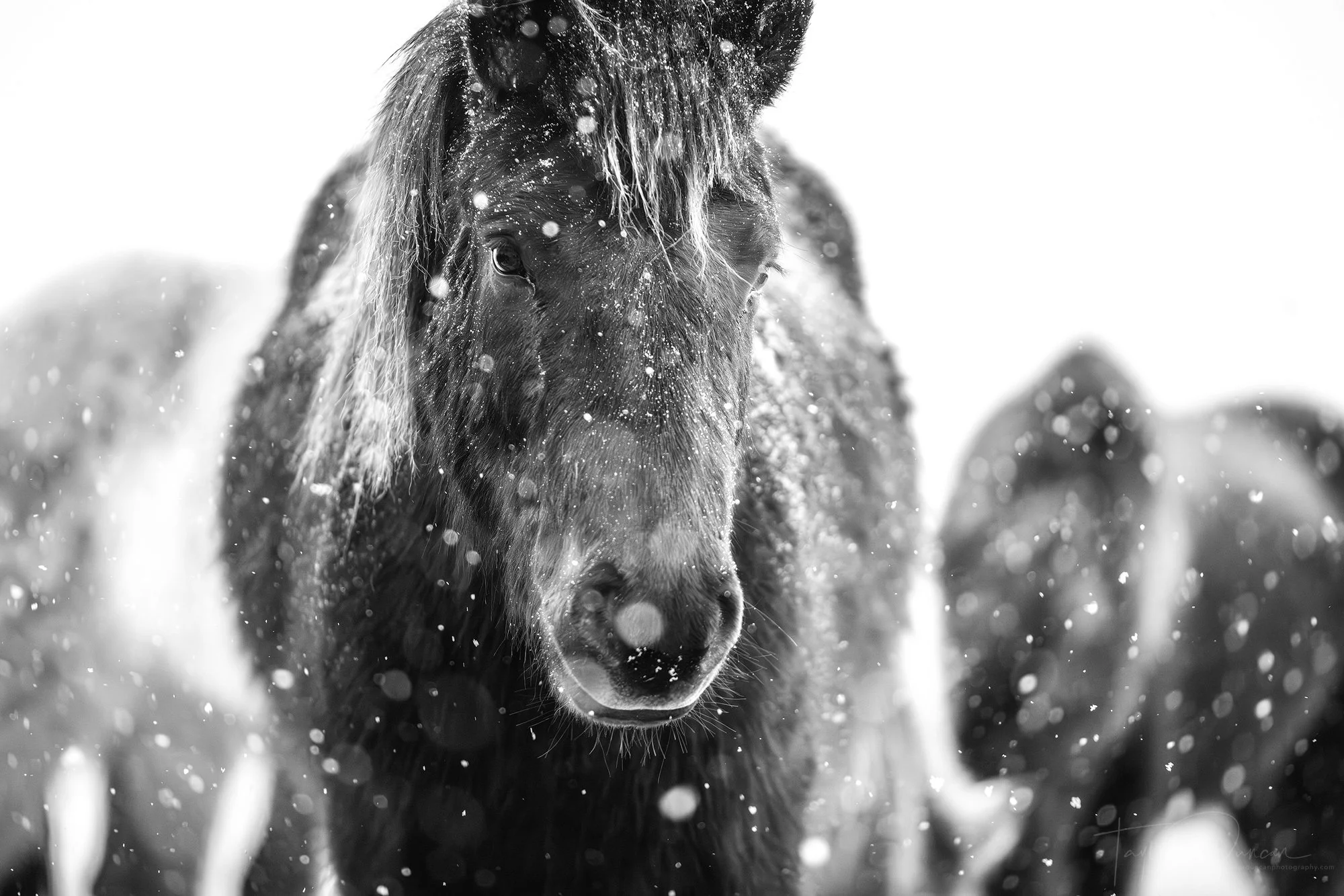 New Releases — Taylor Duncan Photography