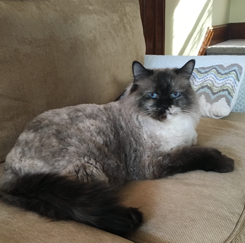 Grooming Options - The Dapper Cat