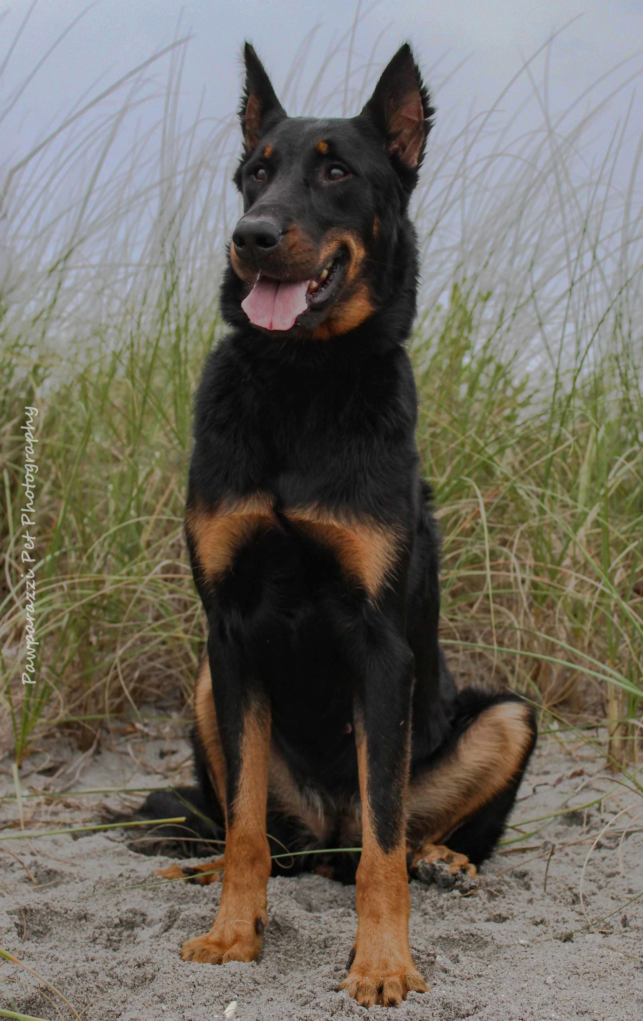 Rose — Arc Beaucerons