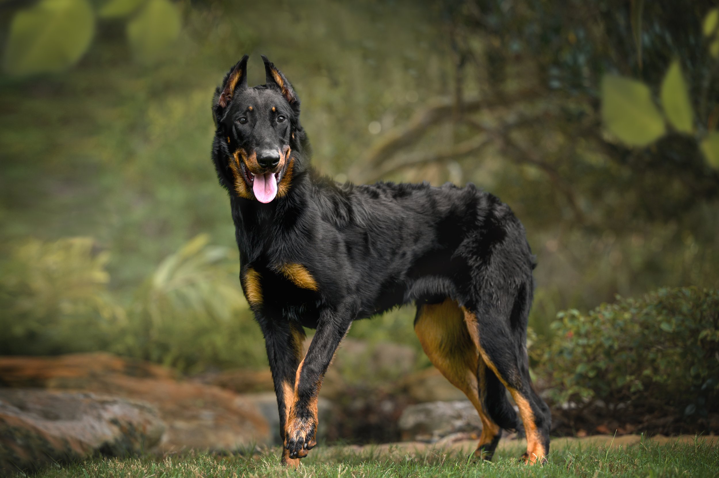 Adoption — Arc Beaucerons