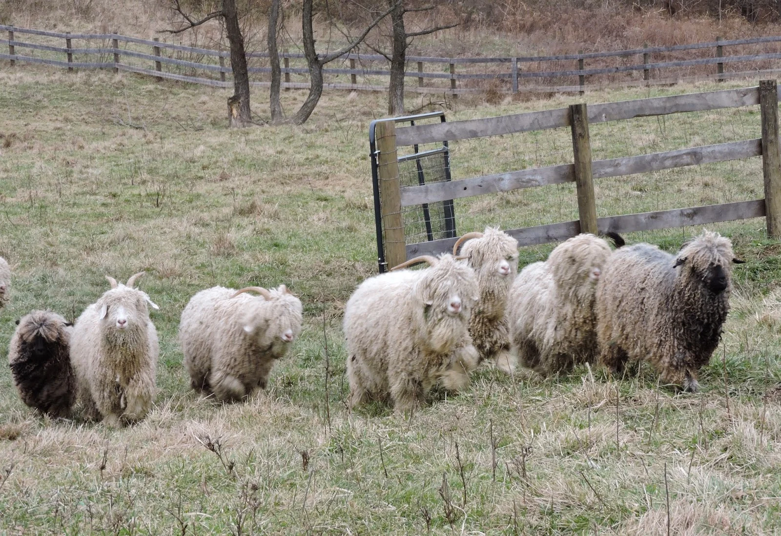 Withers Wool