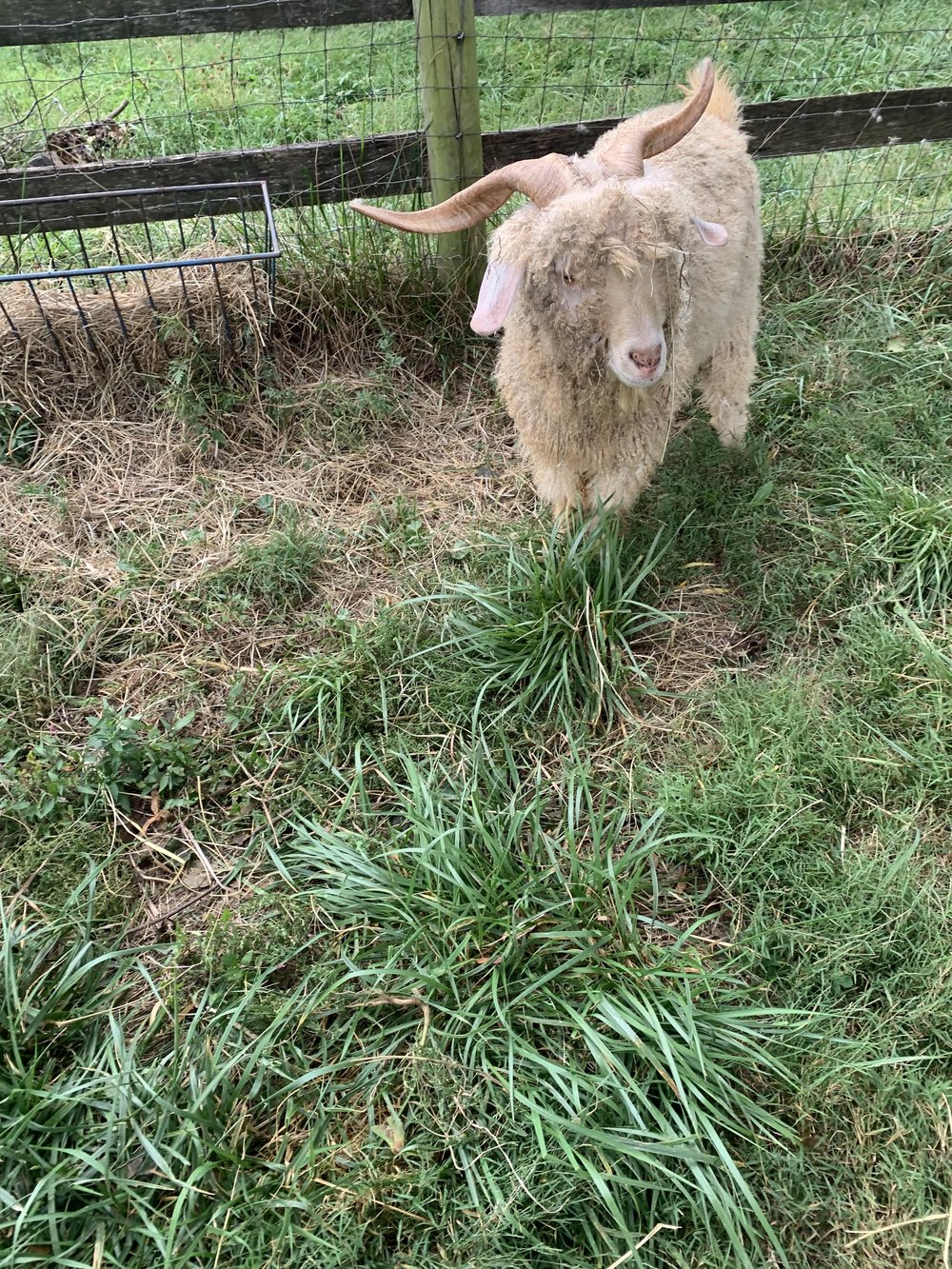 Angora Goats for Sale — Withers Wool and Farm