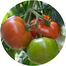 About — APS Salads