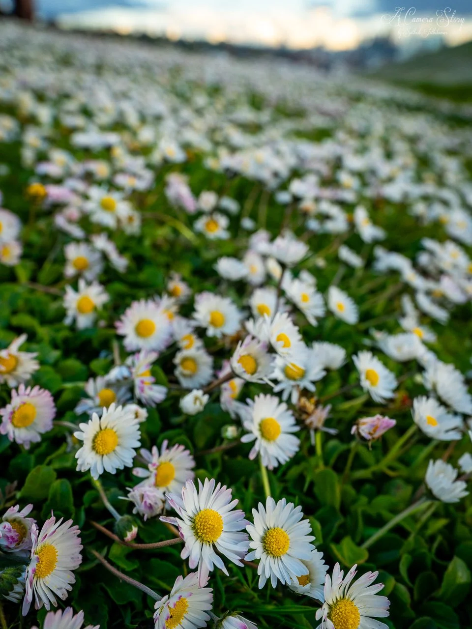 Midsummer's eve — A Camera Story
