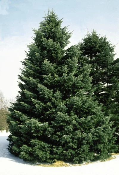 Evergreen Trees — Greenworld, Inc.