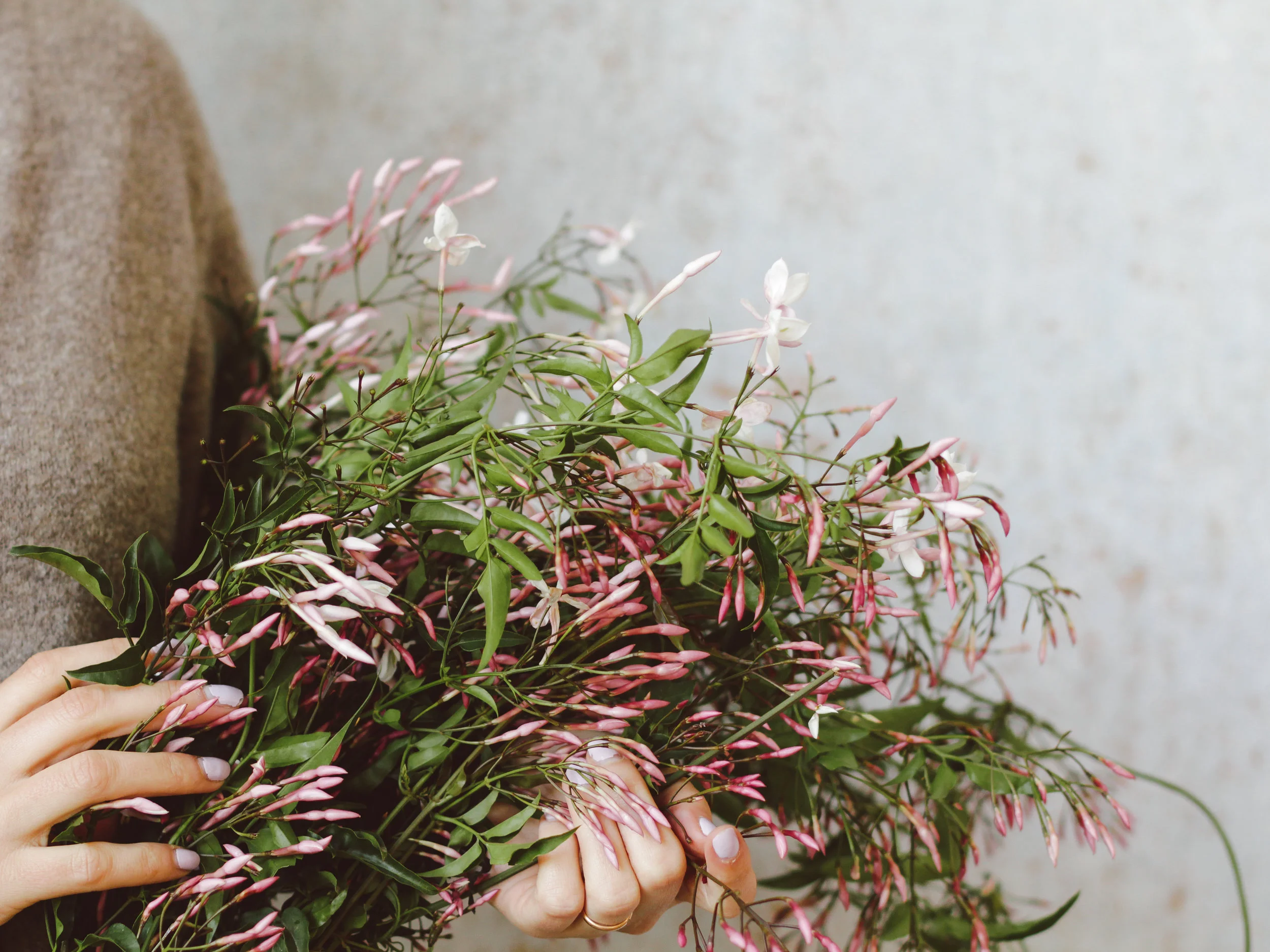 Spring Floral Encyclopedia — Moon Canyon Design