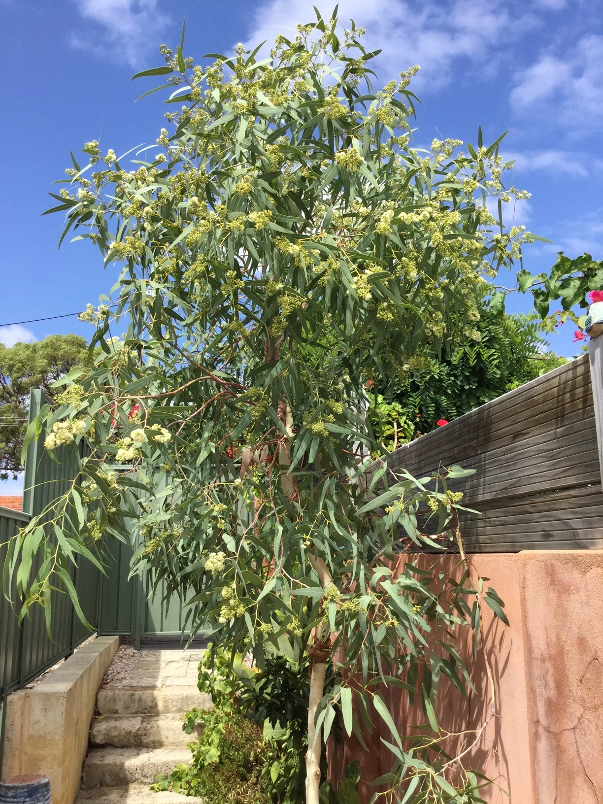 Native Planting Tips — Beneficial Gardens