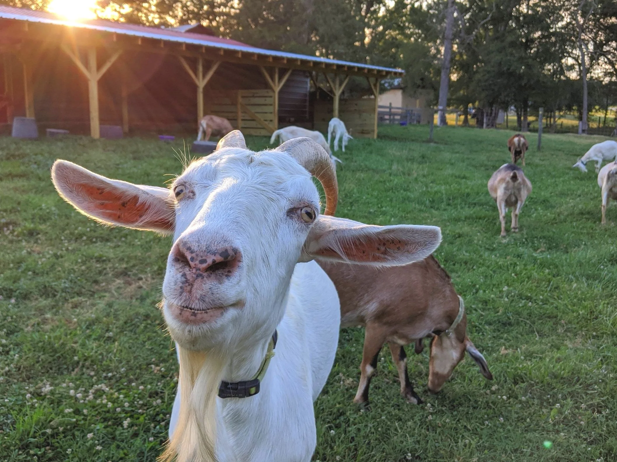 The Goats (Copy) — Elodie Farms