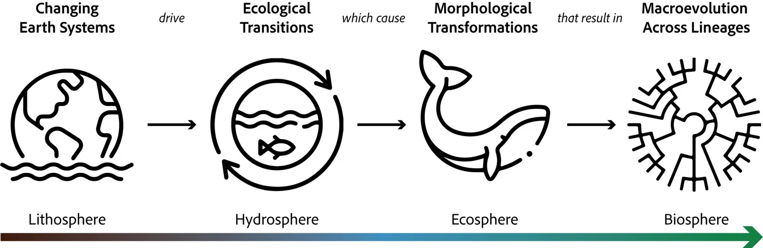 Peredo Comparative Morphology Lab