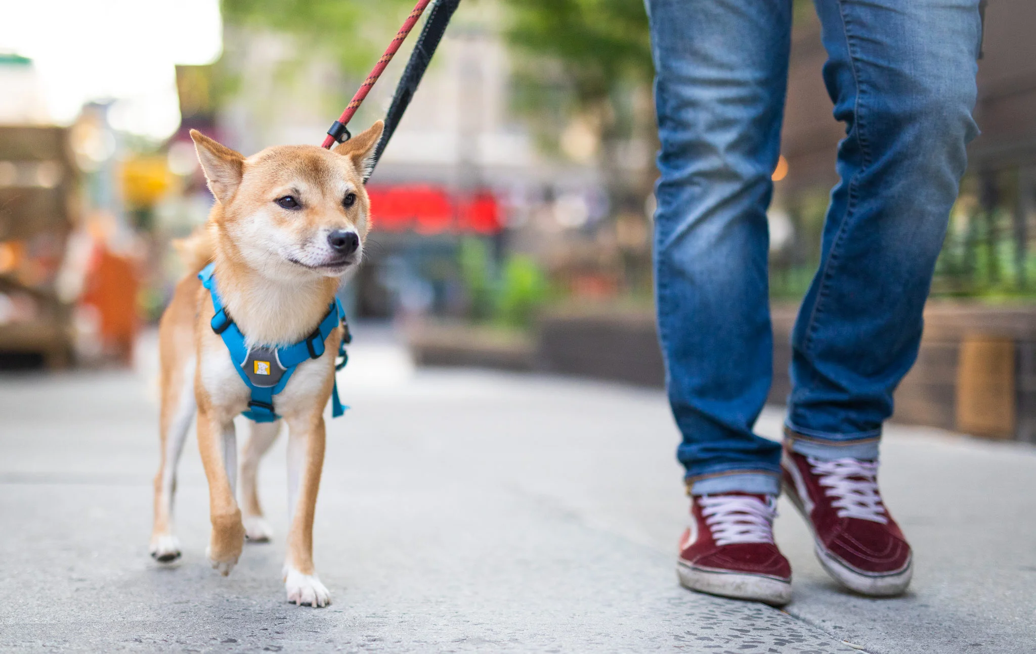 Walter’s Pet Styles | Pet Pick-Up & Drop-Off & in Midtown Manhattan New ...