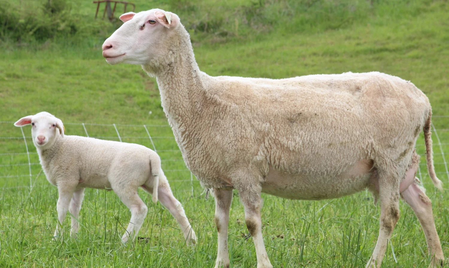 Grassroots Farm & Dairy