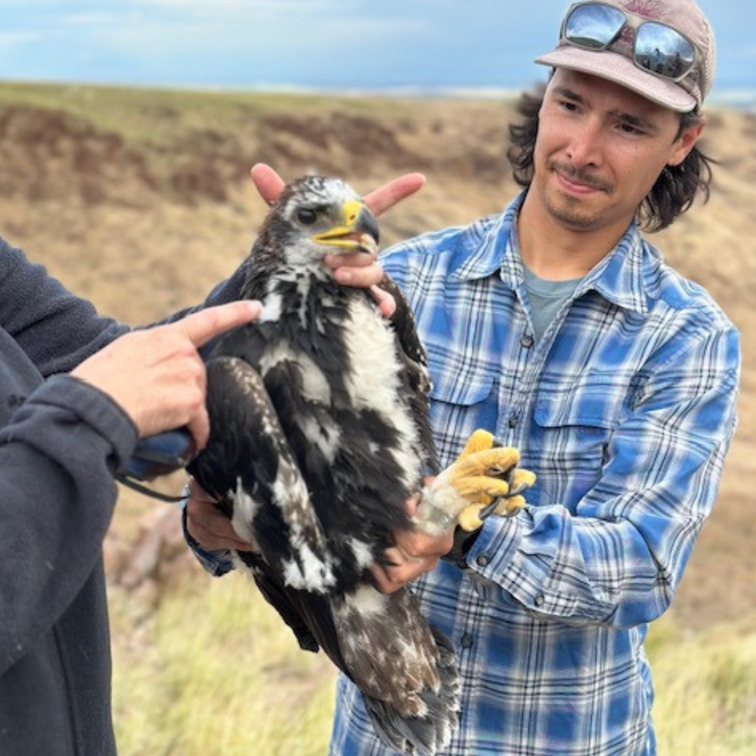 Golden Eagle Research at the Raptor Research Center — Birds of Prey NCA ...