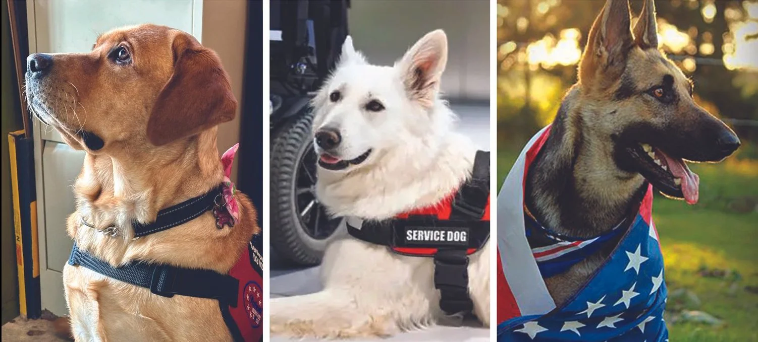 Service Dog Gallery Submission — Wayne Brezinka