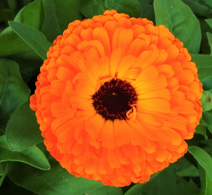 Montclair History Center