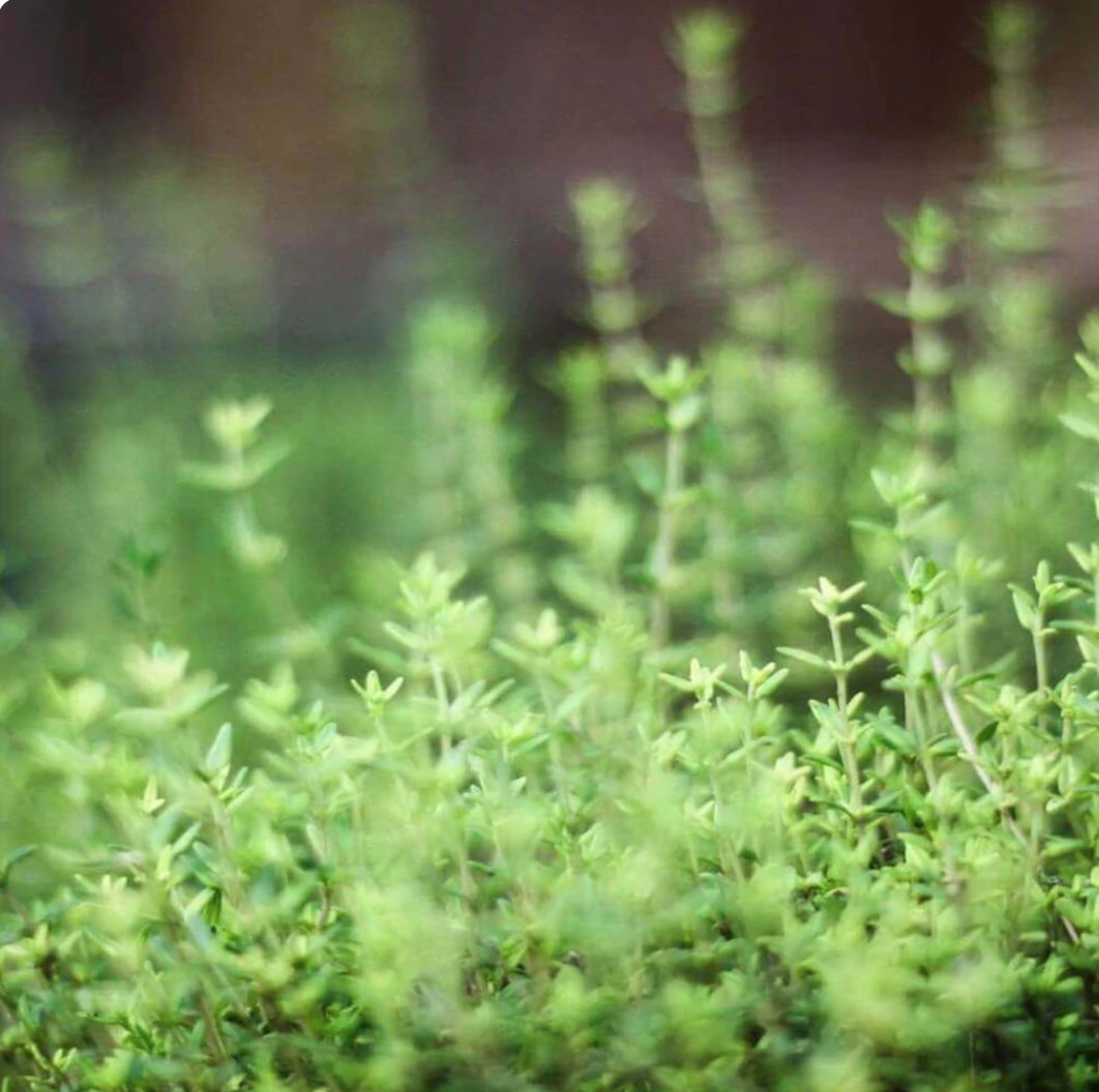 Montclair History Center