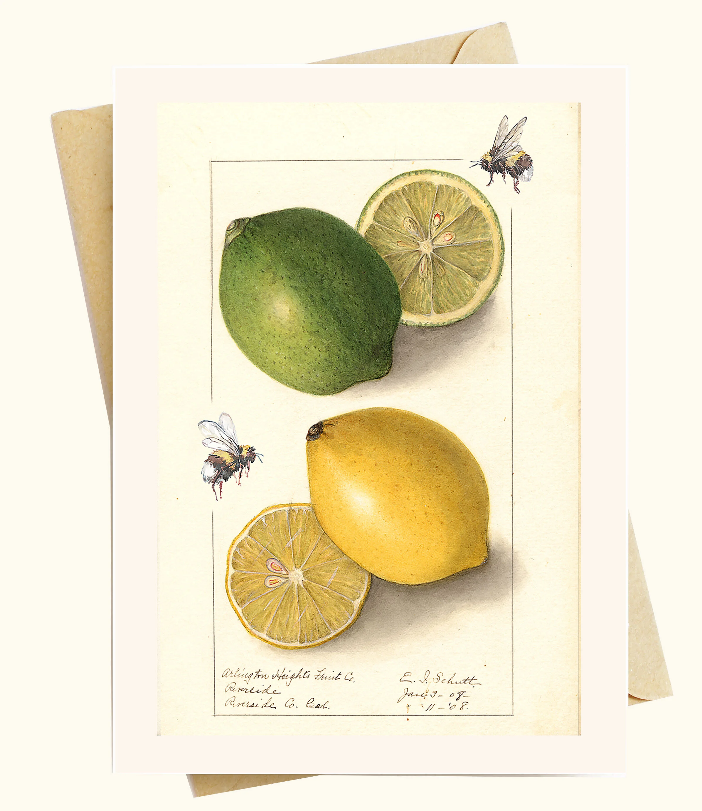 Handmade Bee And Beehive Note Cards Greeting Cards Lemon Lime handmade-bee-and-beehive-note-cards-greeting-cards-lemon-lime
