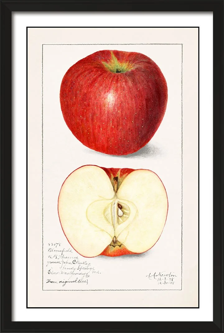 Apple Botanical Illustration