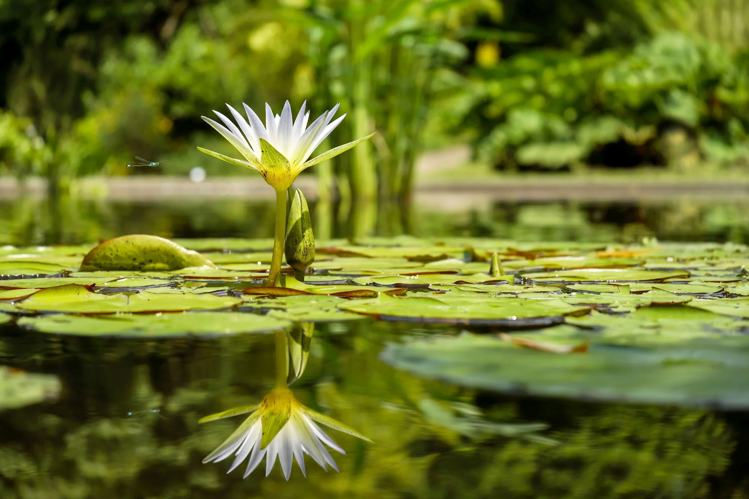 You and Me under the Canopy: Life in the Water! — Tower Grove Park