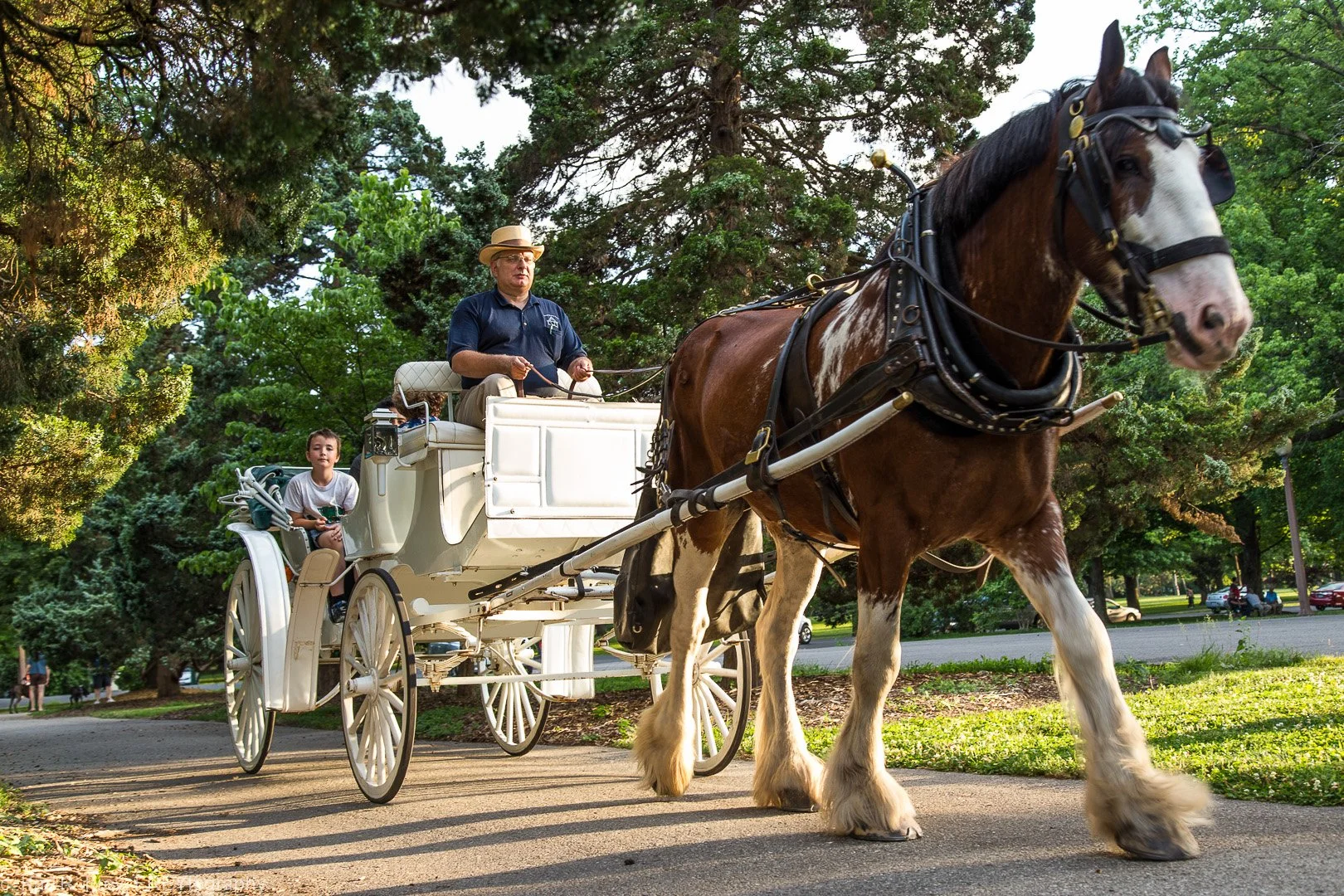 Carriage Rides — Tower Grove Park