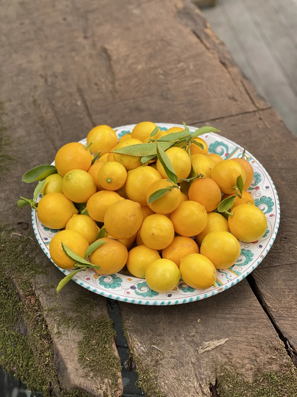 Citrus Spotlight — The Forest Feast