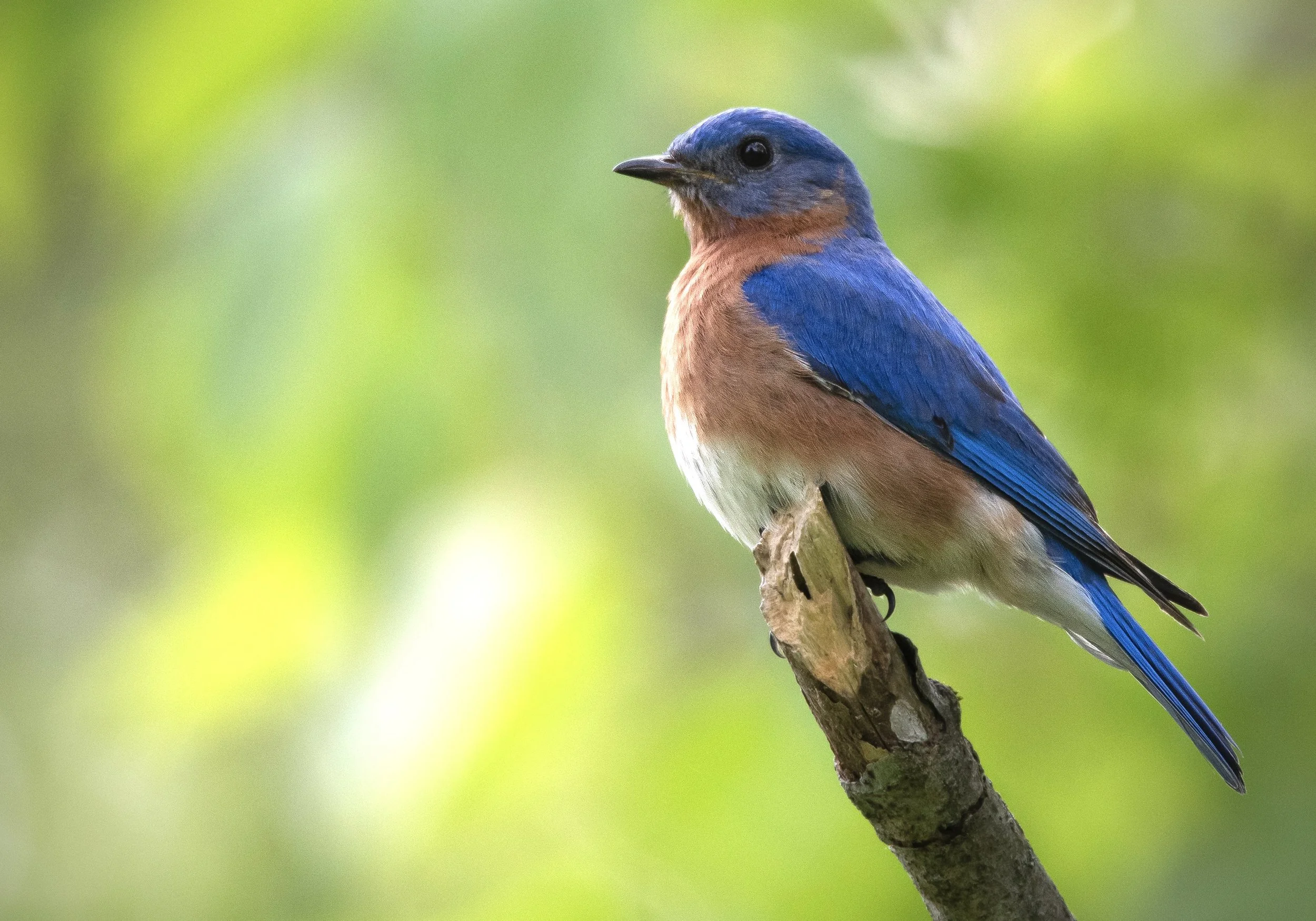 Wood Thrush Notes: Bluebirds Part One: Putting Your Mind at Ease ...