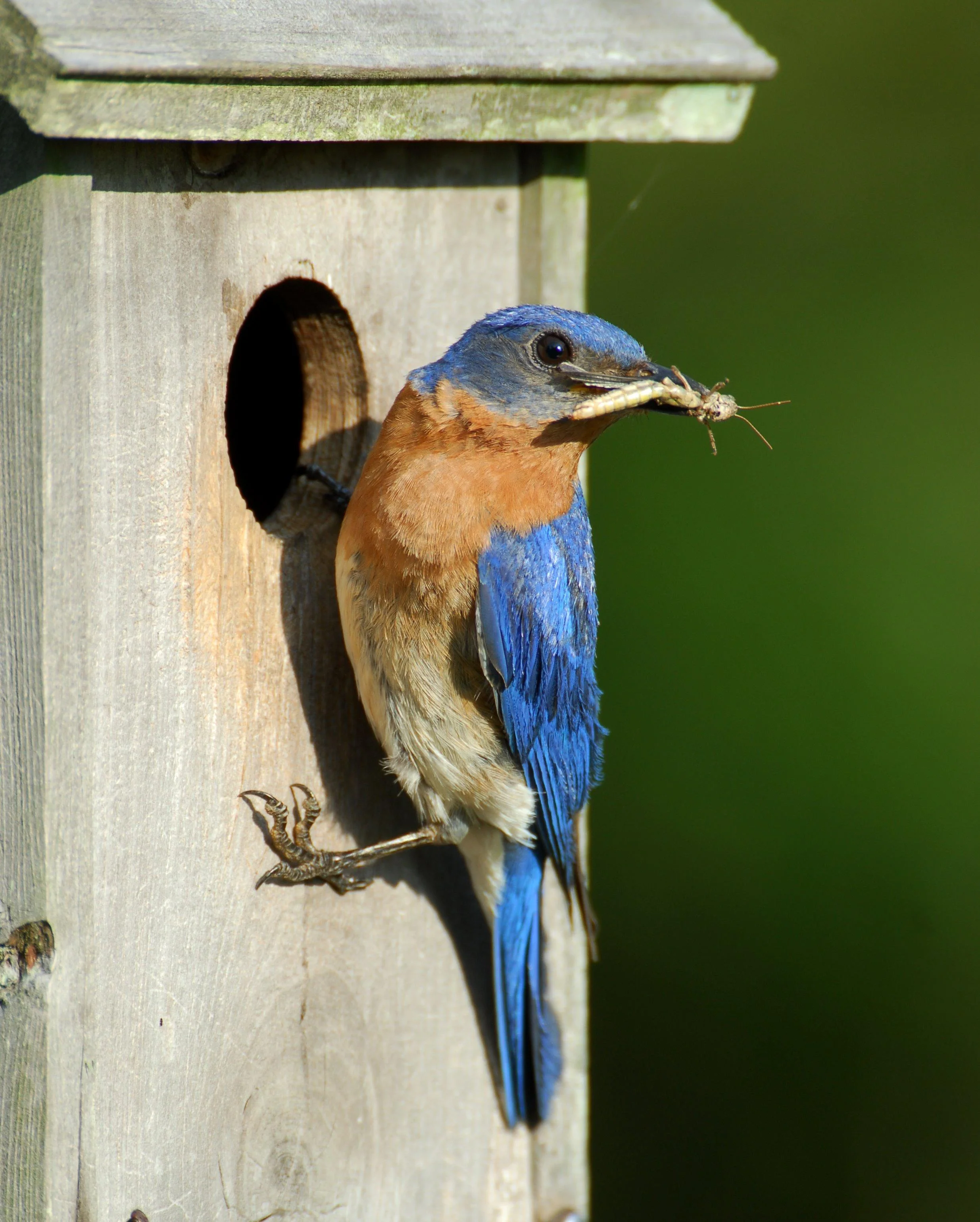 Eastern Bluebird Nest Box