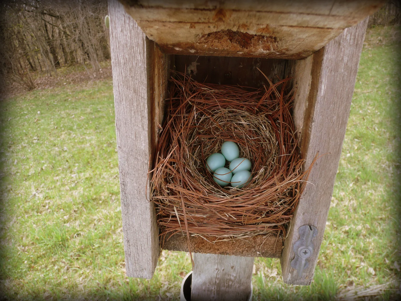 Blue Bird Eggs