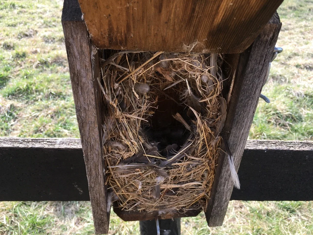 Bluebird Nest Vs Sparrow Nest